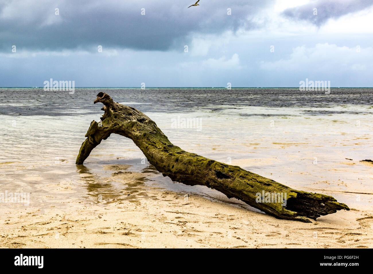 Washed up log on island beach Stock Photo - Alamy