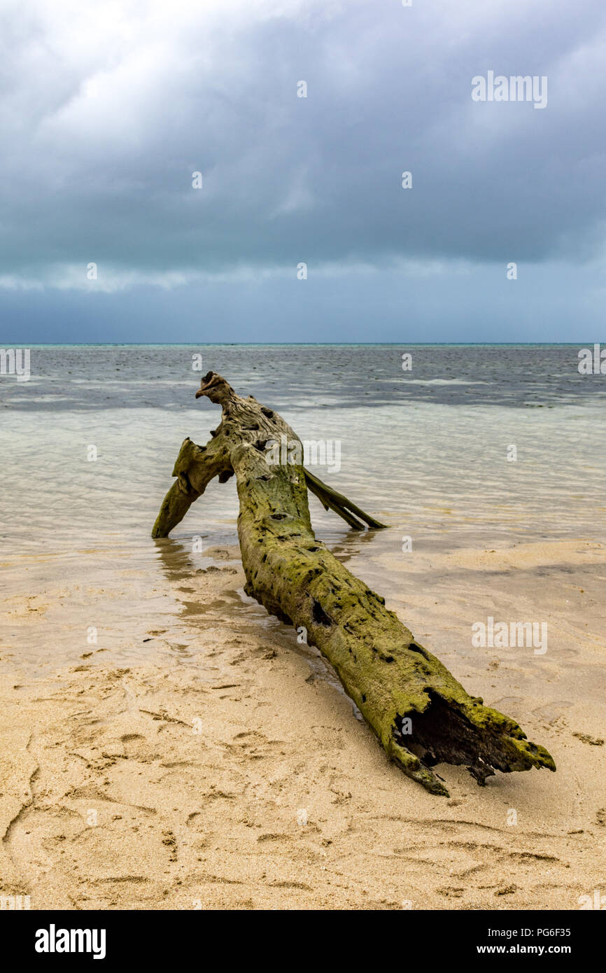 Washed up log on island beach Stock Photo - Alamy