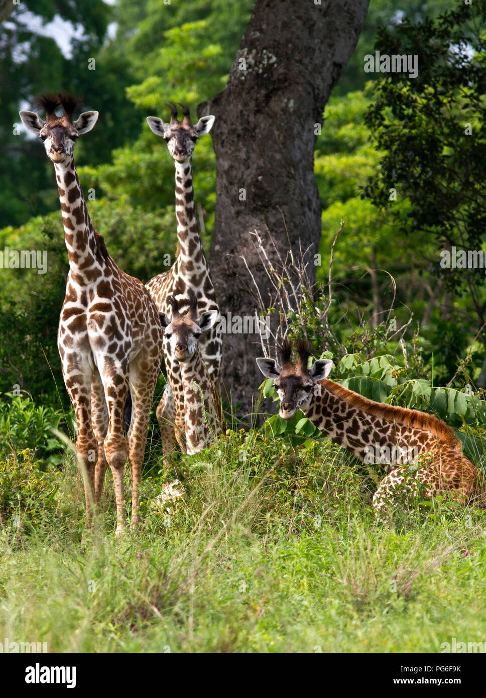 Female giraffe often congregate in areas to give birth and form ...