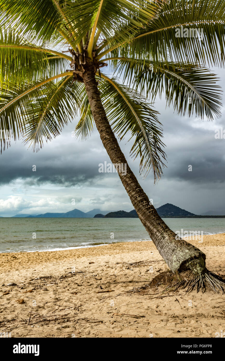 Palm trees in tropical landscape Stock Photo - Alamy
