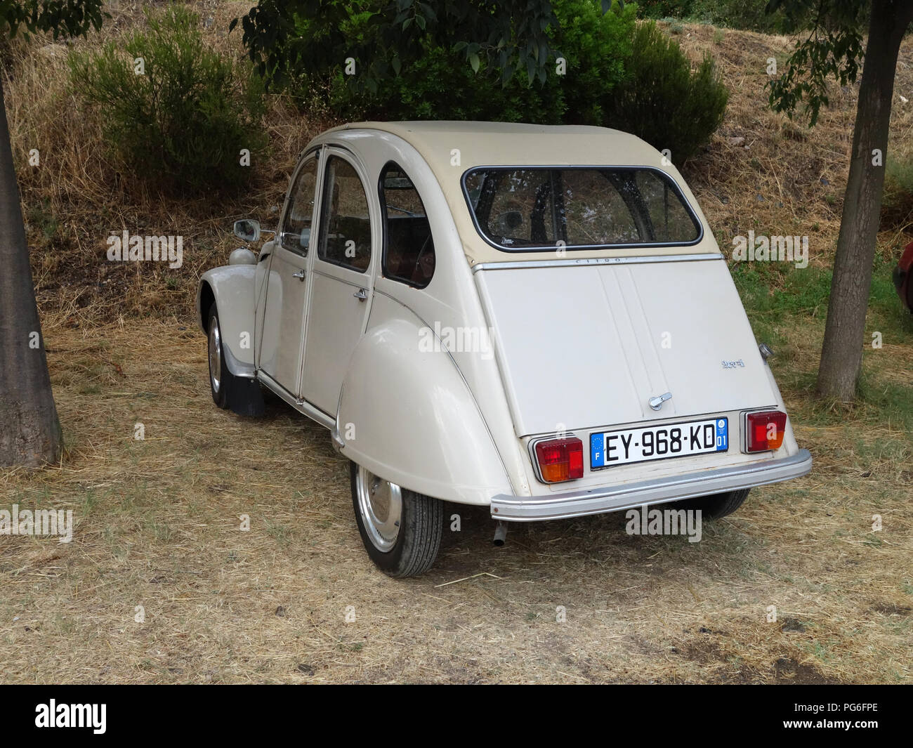 rear view of a Cream coloured Citroen 2CV Parked car under trees in a ...