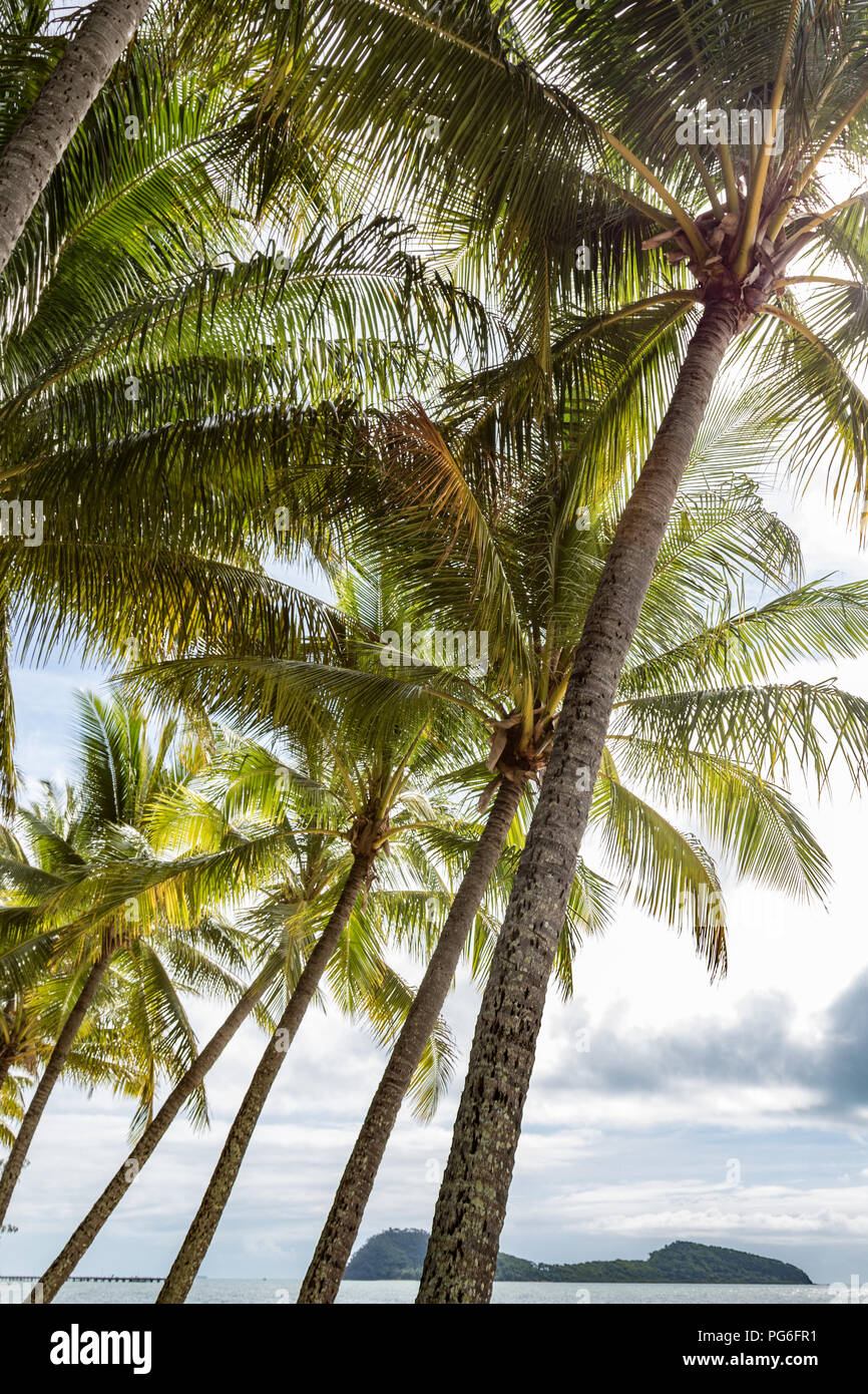 Palm trees in tropical landscape Stock Photo - Alamy