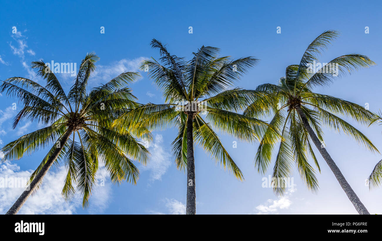 Palm trees in tropical landscape Stock Photo - Alamy