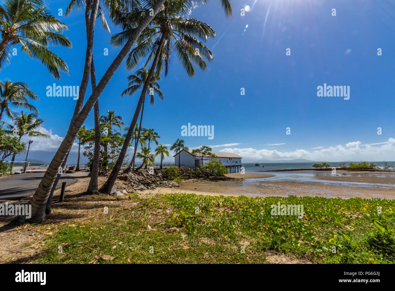 Palm trees in tropical landscape Stock Photo - Alamy