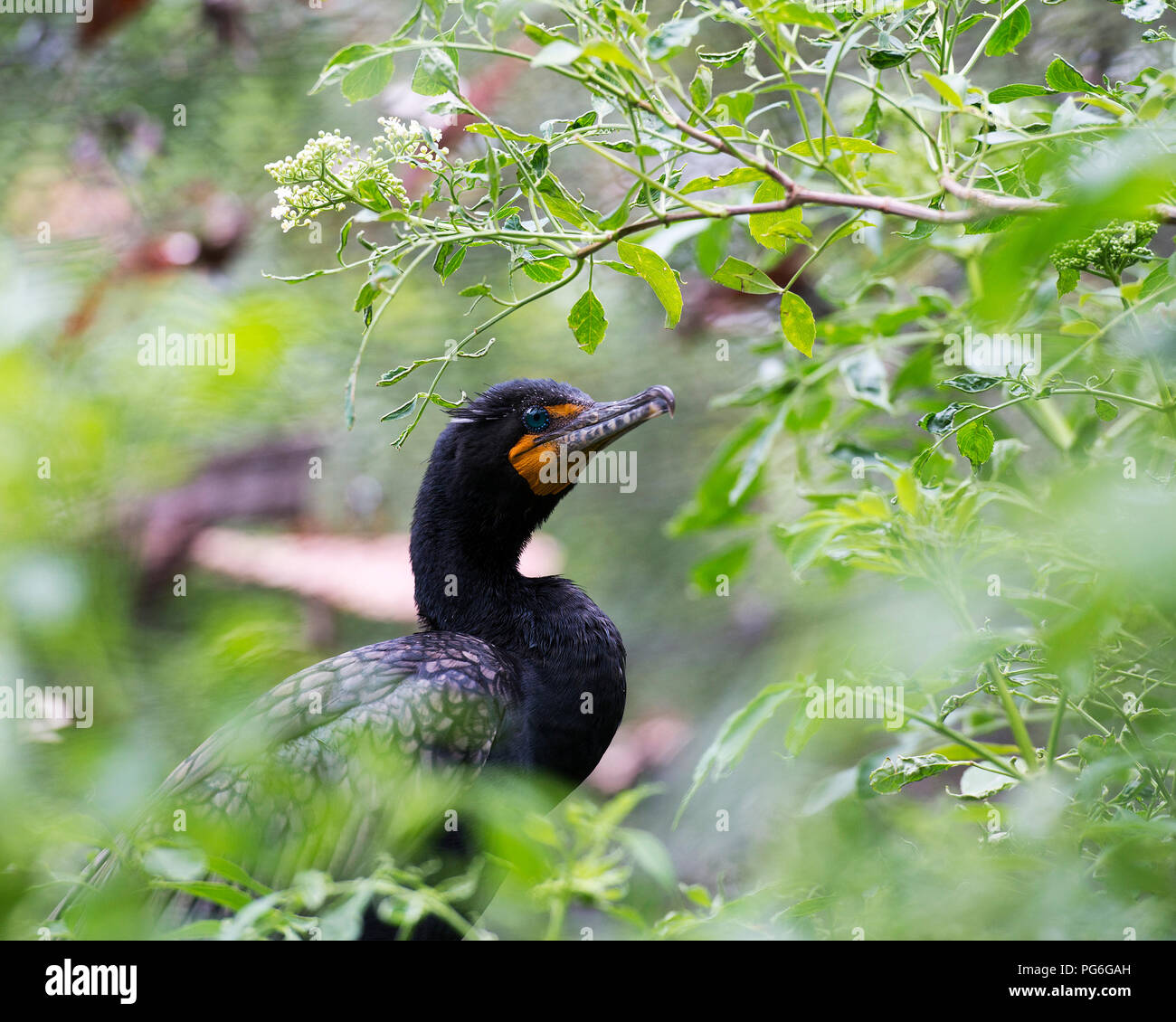 Cormorant bird close up profile view displaying black feathers, spread ...