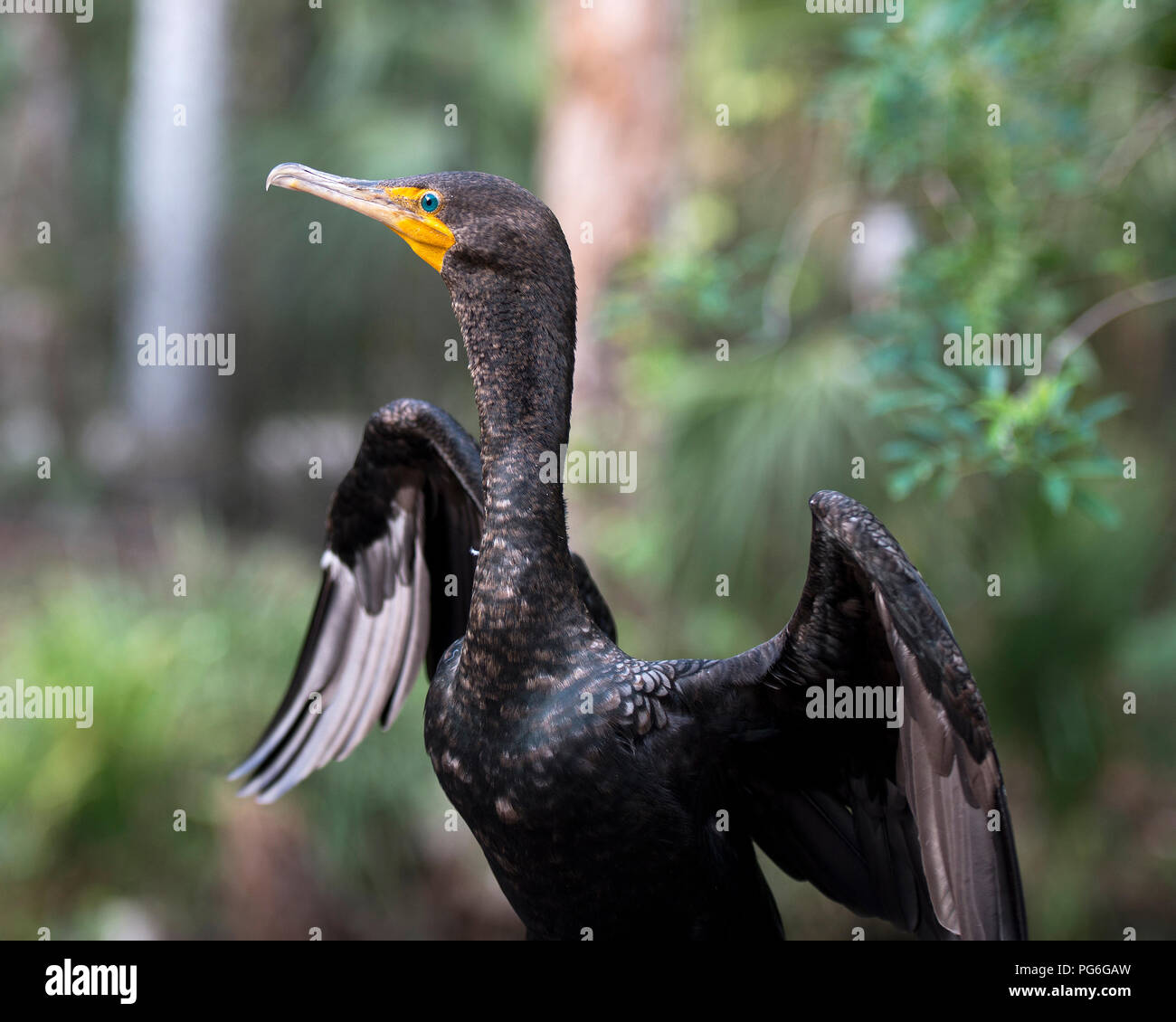 Cormorant bird close up profile view displaying black feathers, spread ...