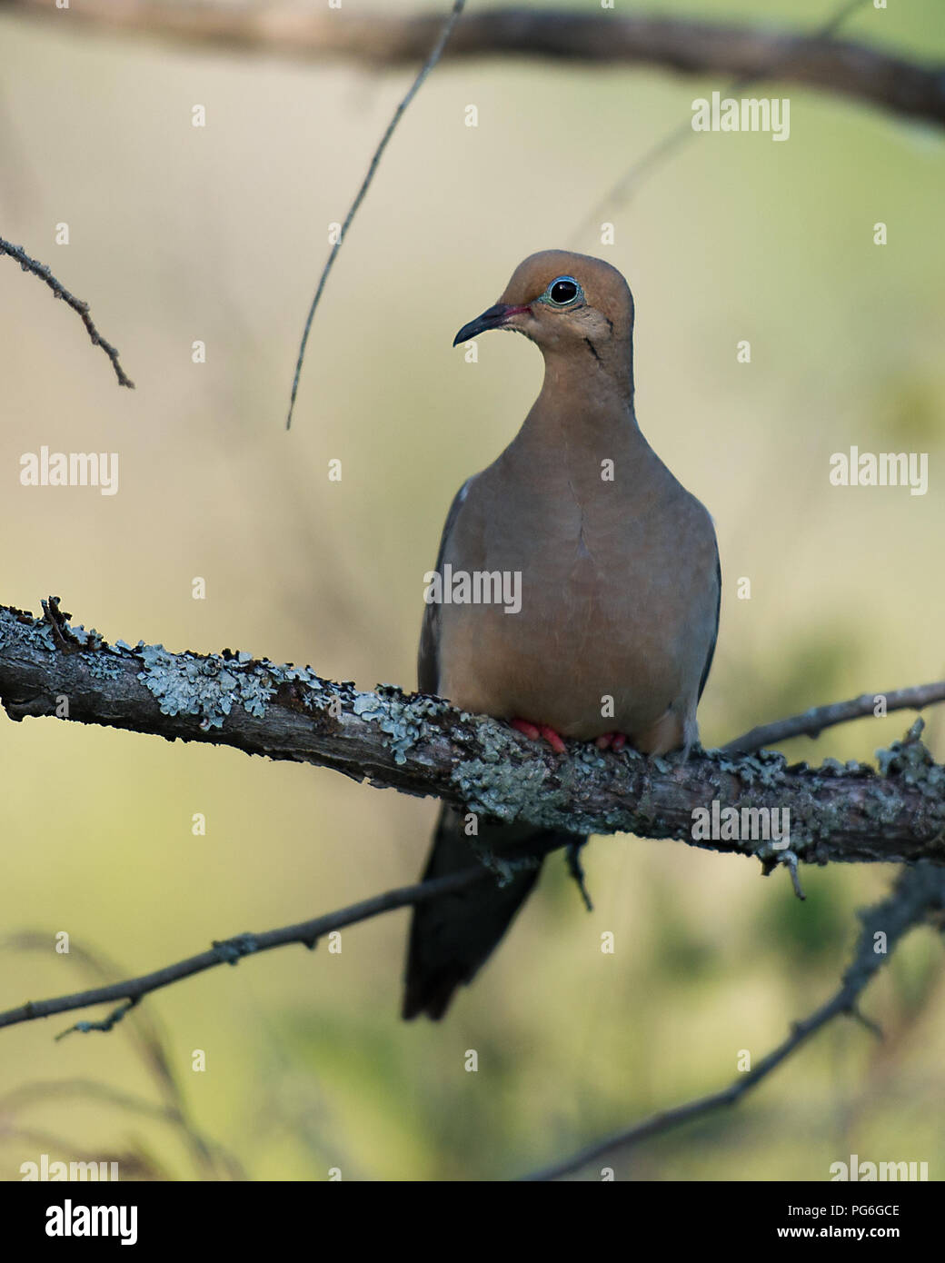 Dove photos hi-res stock photography and images - Alamy