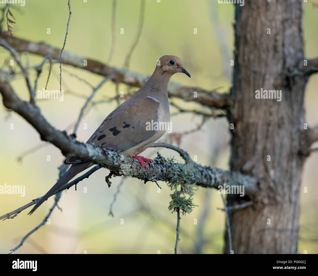Mourning dove bird hi-res stock photography and images - Alamy
