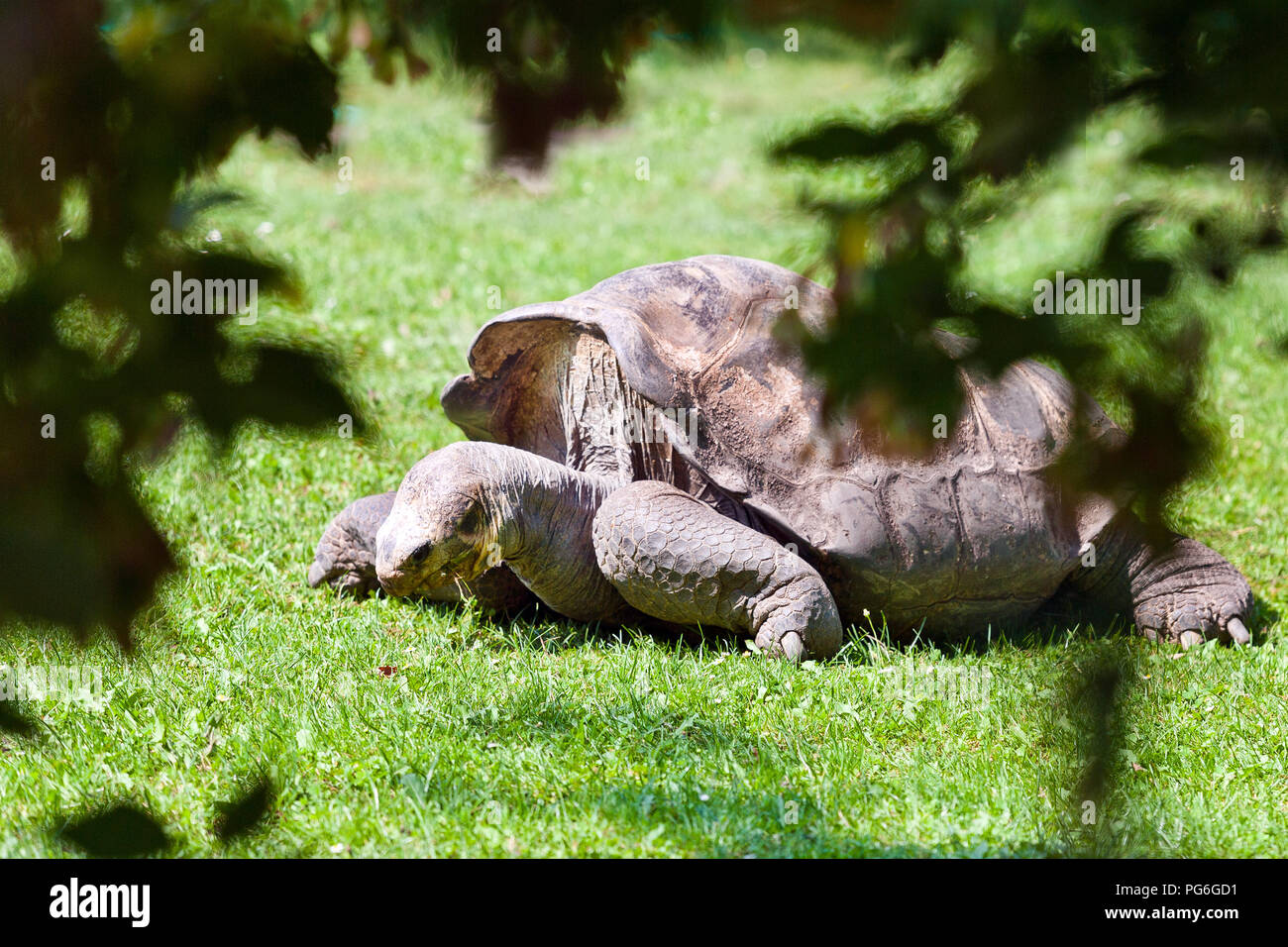 Nigra complex hi-res stock photography and images - Alamy