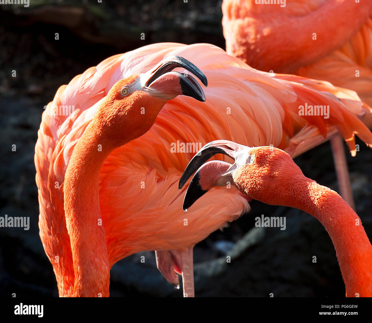 Flamingo interaction hi-res stock photography and images - Alamy