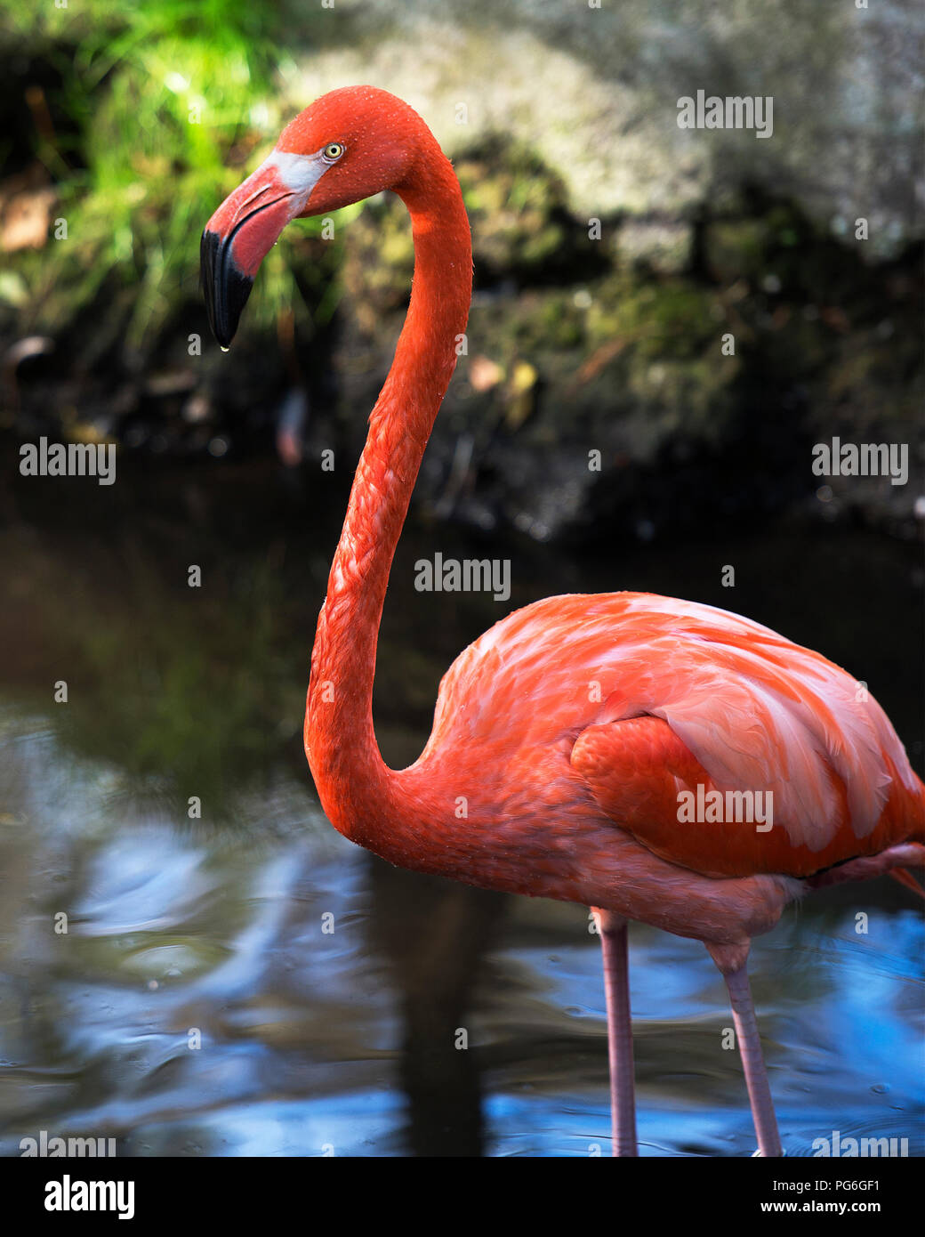 Flamingo bird in its surrounding Stock Photo - Alamy