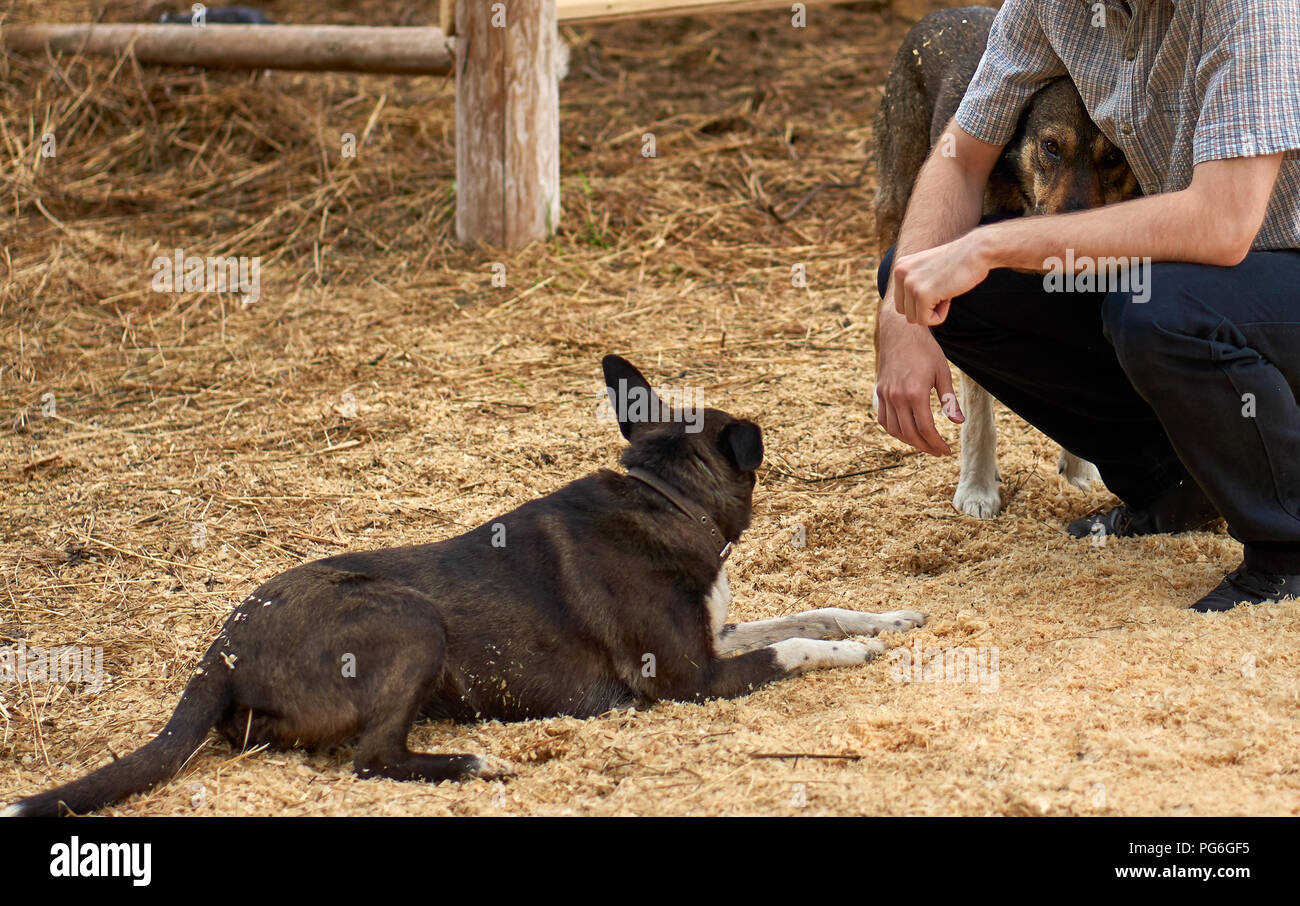 Young farmer sitting on the sawdust hugging one of his big shepherd ...