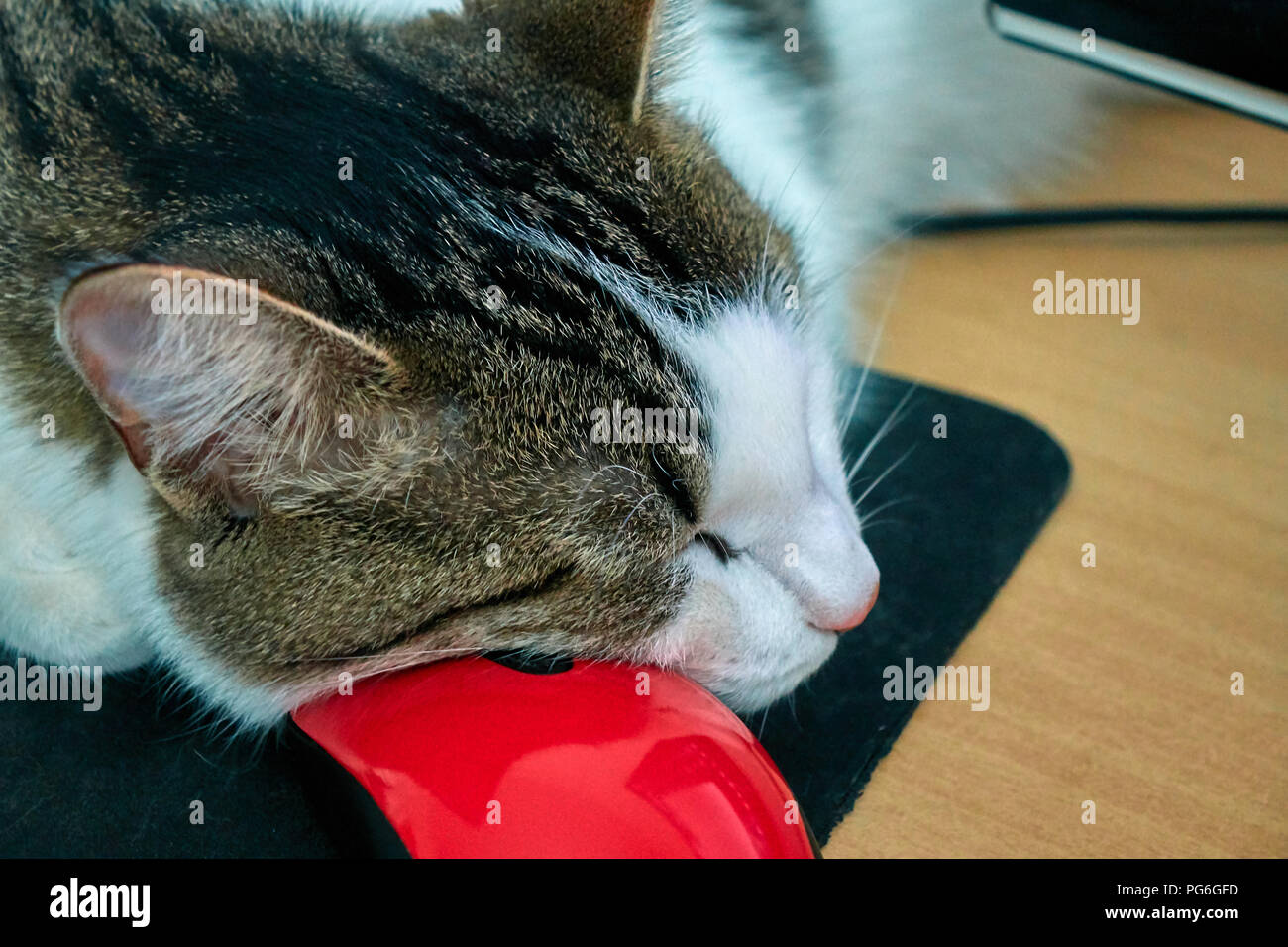 Cat Eating Computer Mouse