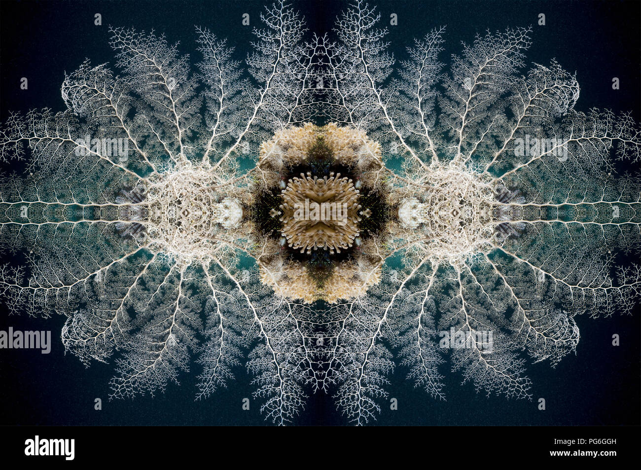 Basket sea star hi-res stock photography and images - Alamy