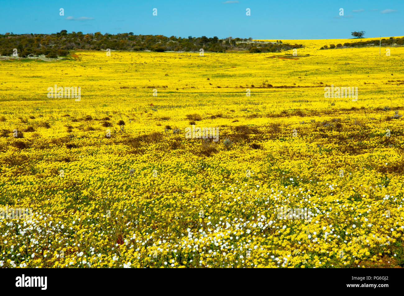 Western Australia Wildflowers Yellow High Resolution Stock Photography ...