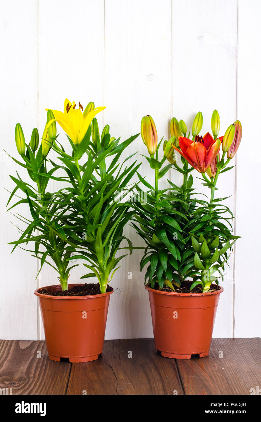 Growing of lilies in containers. Studio Photo Stock Photo - Alamy