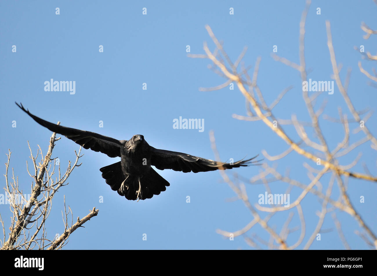 Raven bird flying with a blue sky background and enjoying the day in ...