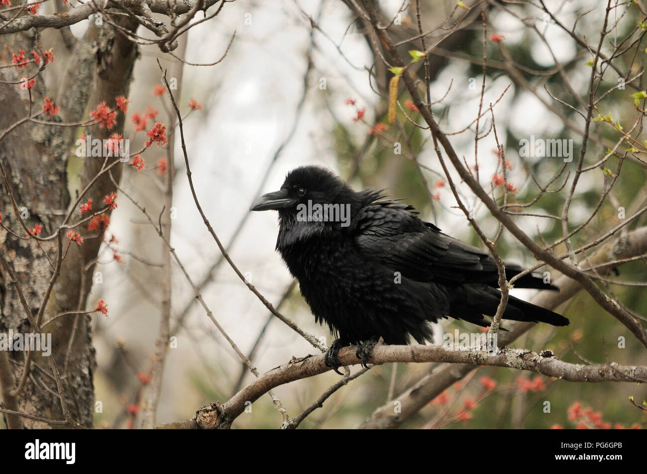 Raven habitat picture hi-res stock photography and images - Alamy