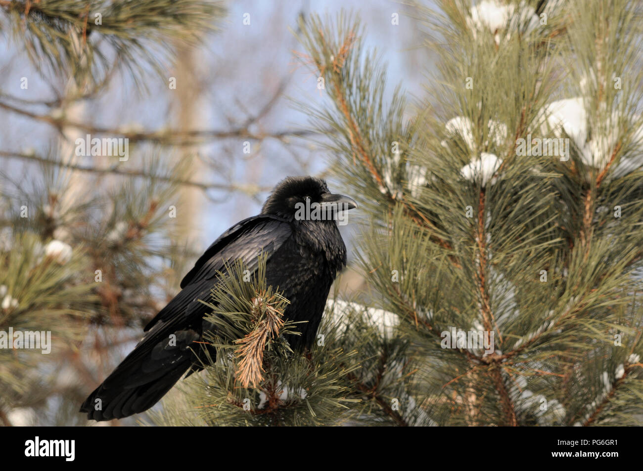 Raven in the snow hi-res stock photography and images - Alamy