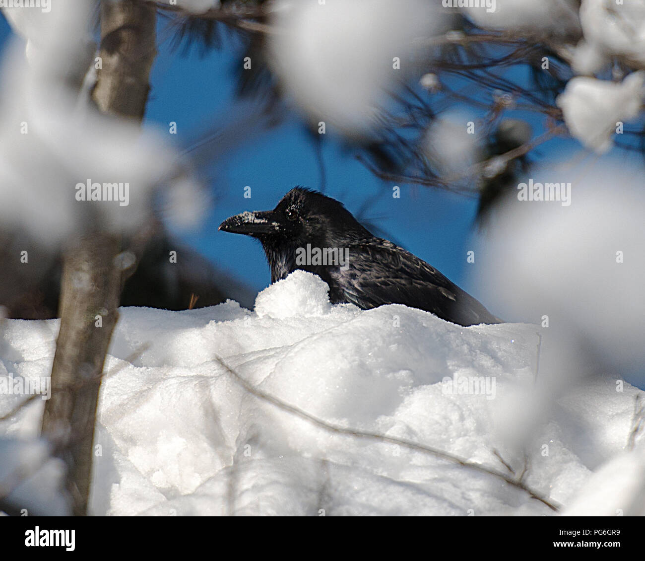 Bird enjoying the day hi-res stock photography and images - Alamy