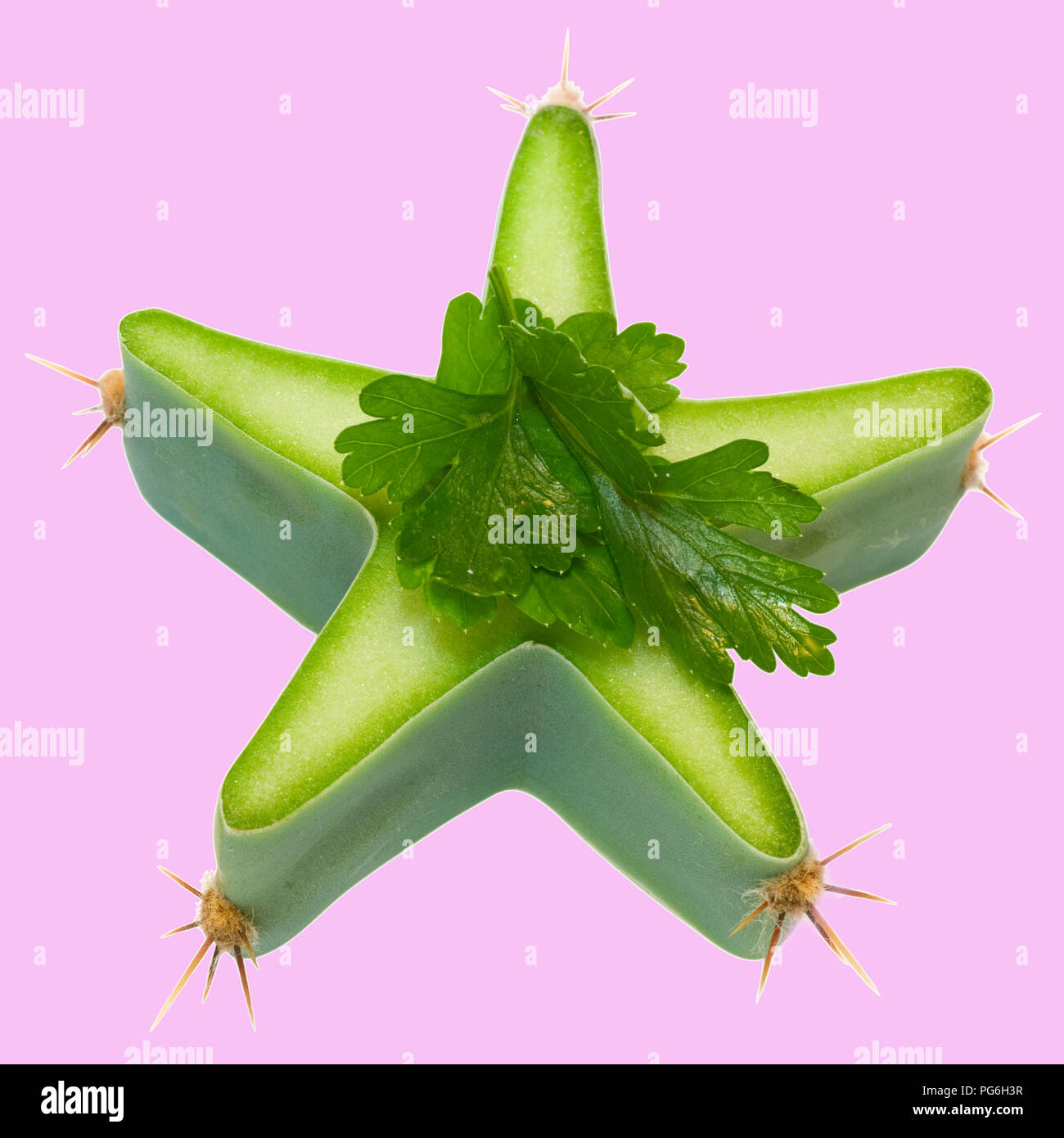 star of green cactus and parsley on pink background Stock Photo - Alamy