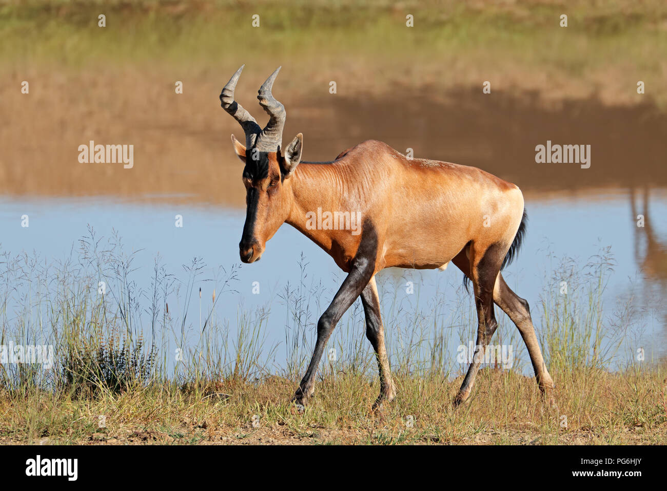 A red hartebeest antelope (Alcelaphus buselaphus) in natural habitat ...