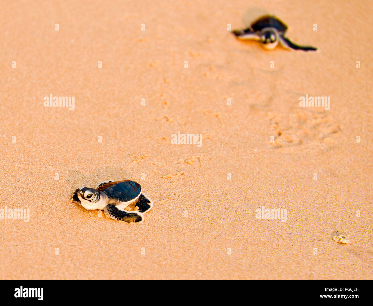 Horizontal close up of baby turtles walking towards the sea in Sri ...
