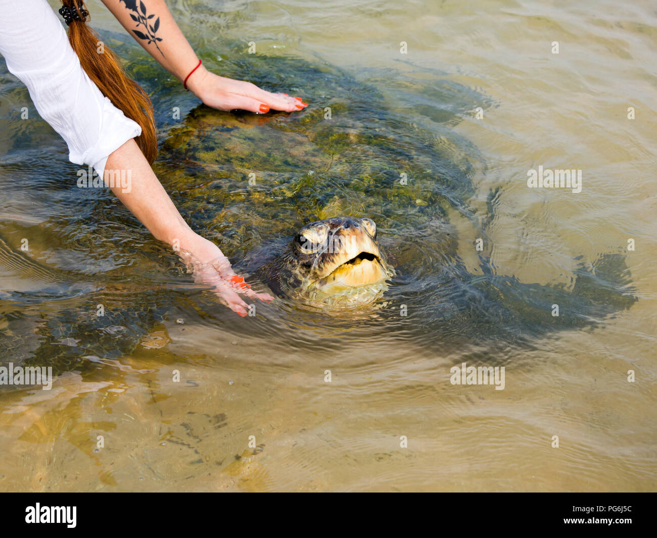 Horizontal close up of a Green Turtle being petted in shallow water in ...