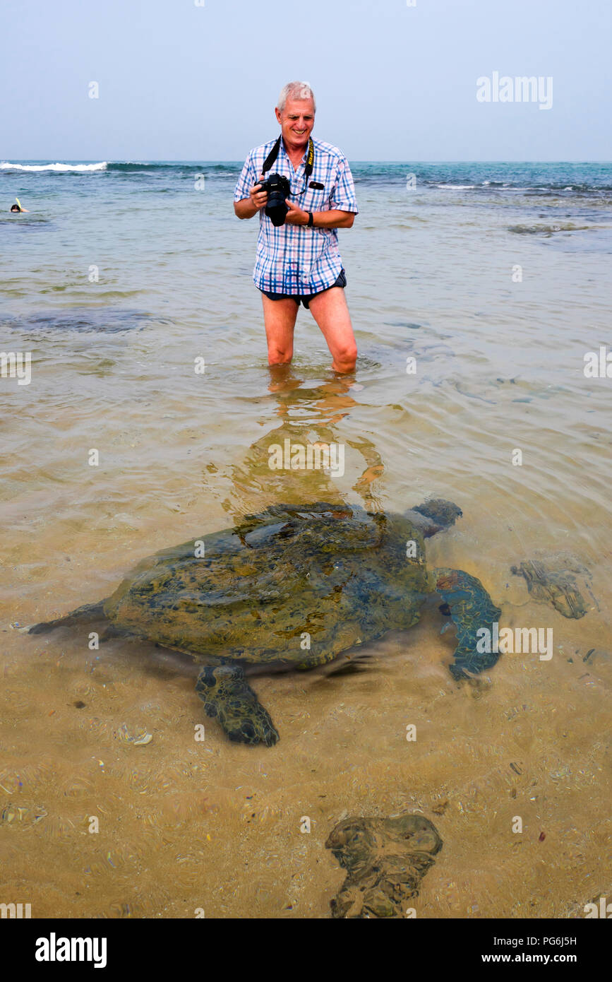 Vertical close up of a Green Turtle being photographed in shallow water ...