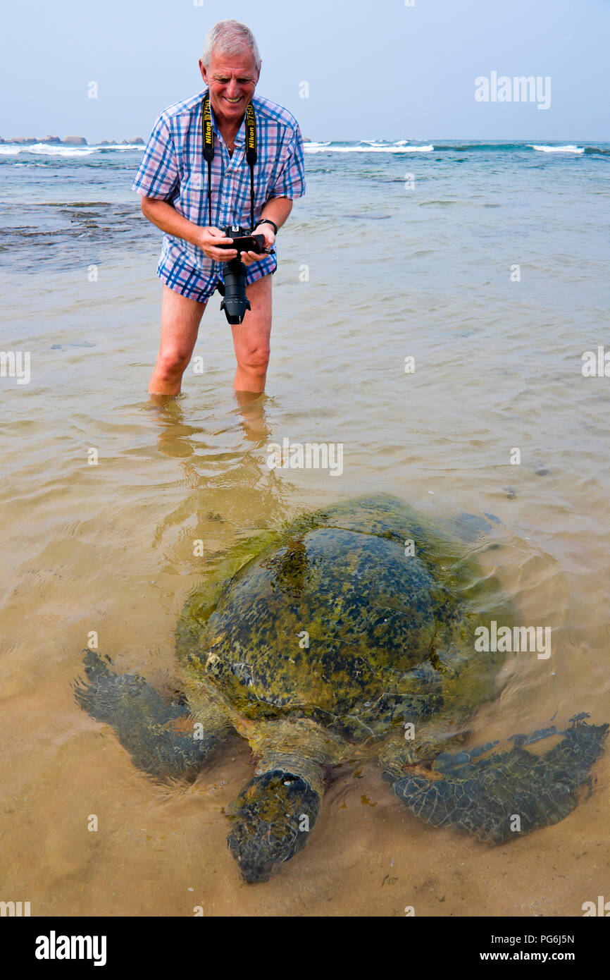 Vertical close up of a Green Turtle being photographed in shallow water ...