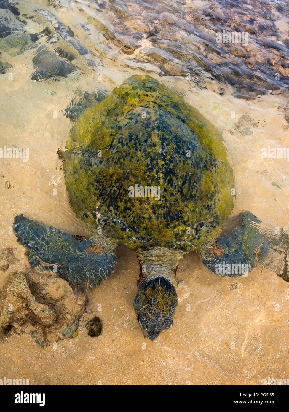 Vertical close up of a Green Turtle in shallow water in Sri Lanka Stock ...