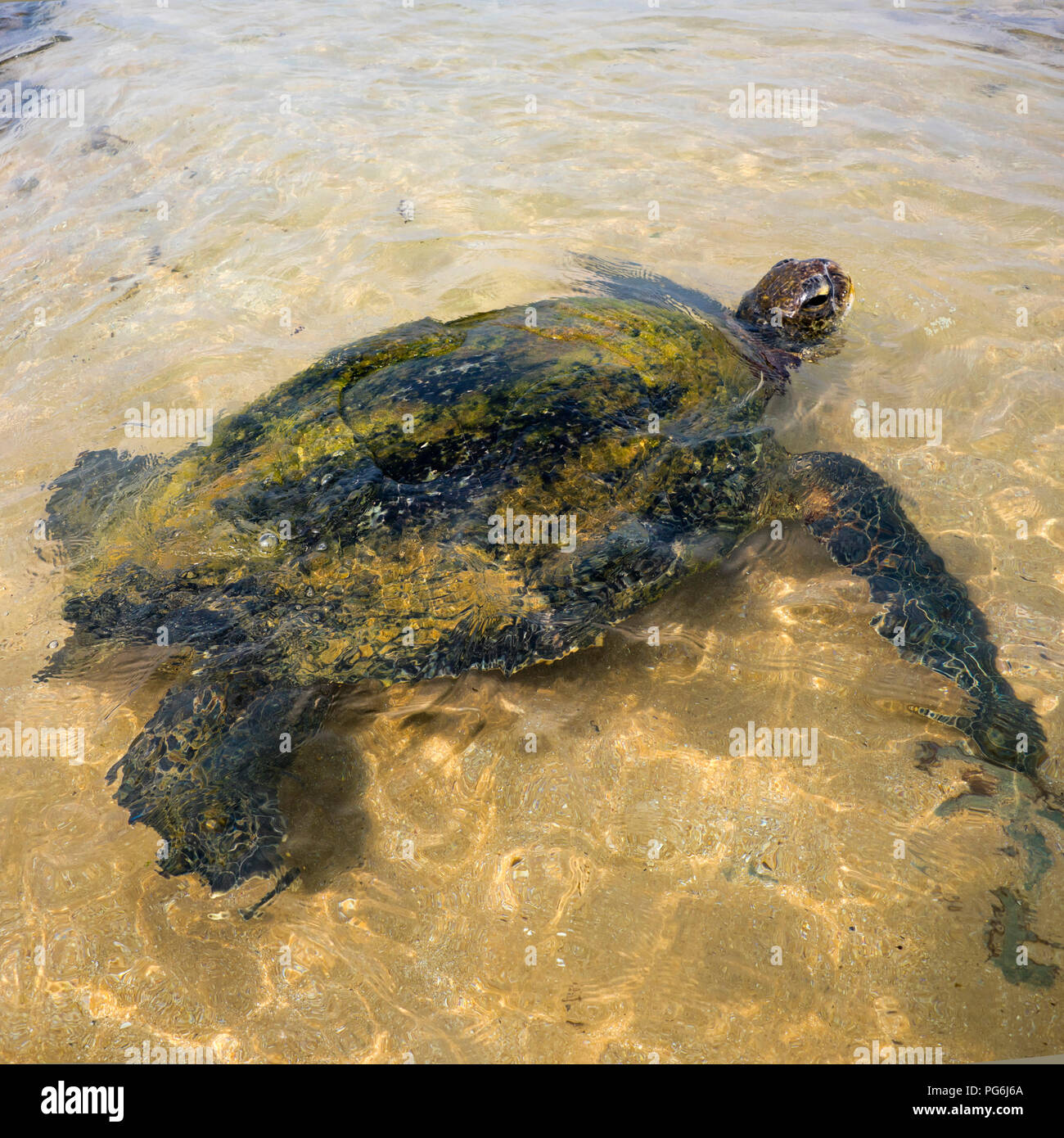 Sea turtle head close up hi-res stock photography and images - Alamy
