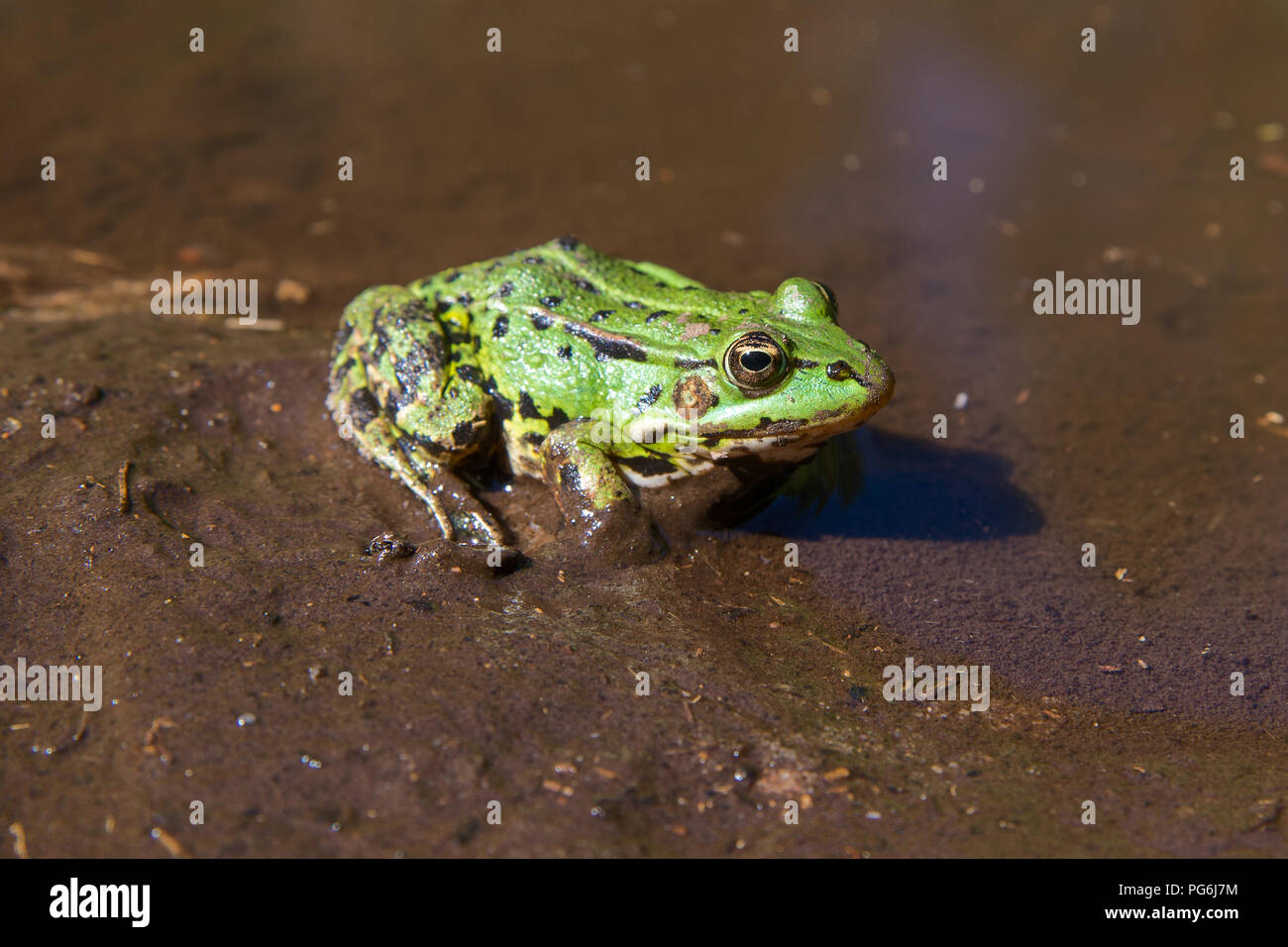 Green puddle frog hi-res stock photography and images - Alamy