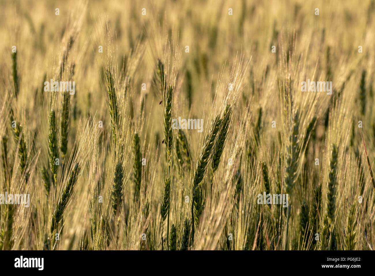 Amber waves of grain hi-res stock photography and images - Alamy