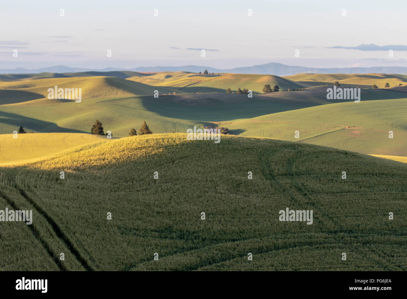Farmland and crops in the Palouse region of Pullman Washington Stock ...
