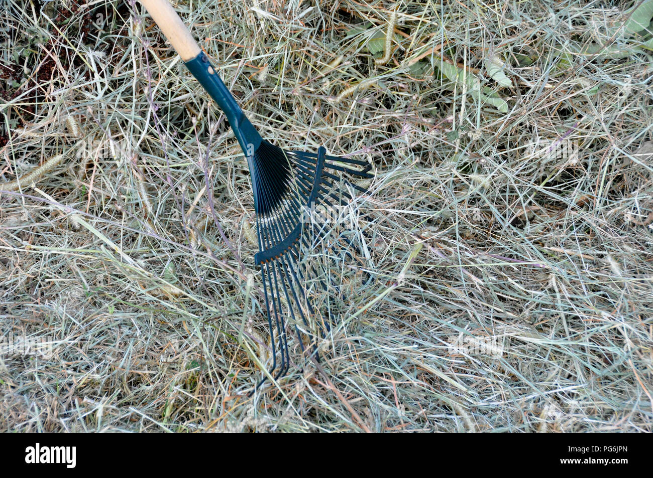 cleaning of dry grass by rakes on the backyard Stock Photo - Alamy