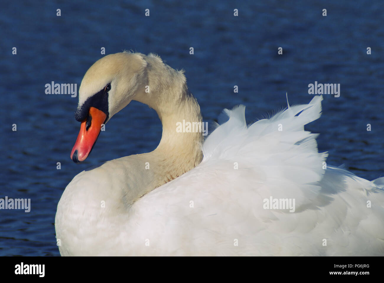 Photo of a lonely swan Stock Photo - Alamy
