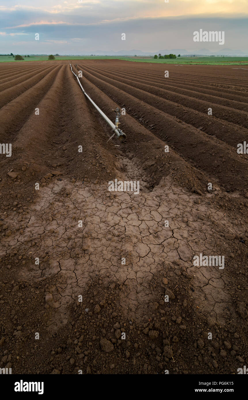 dry field with water pipeline Stock Photo - Alamy