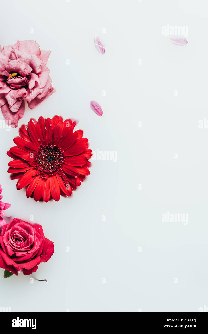 Gerbera backdrop hi-res stock photography and images - Alamy