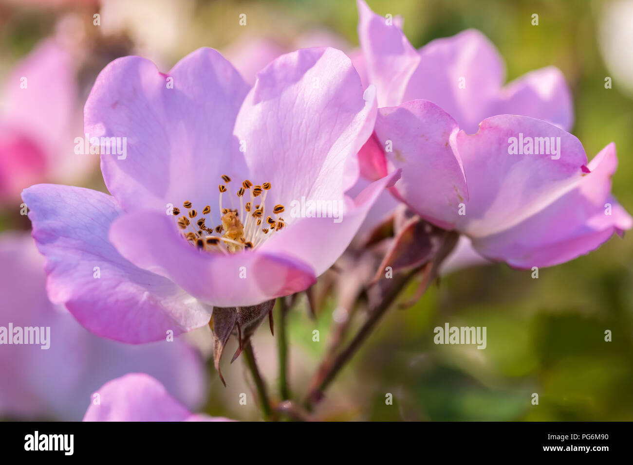 American spirit rose hi-res stock photography and images - Alamy