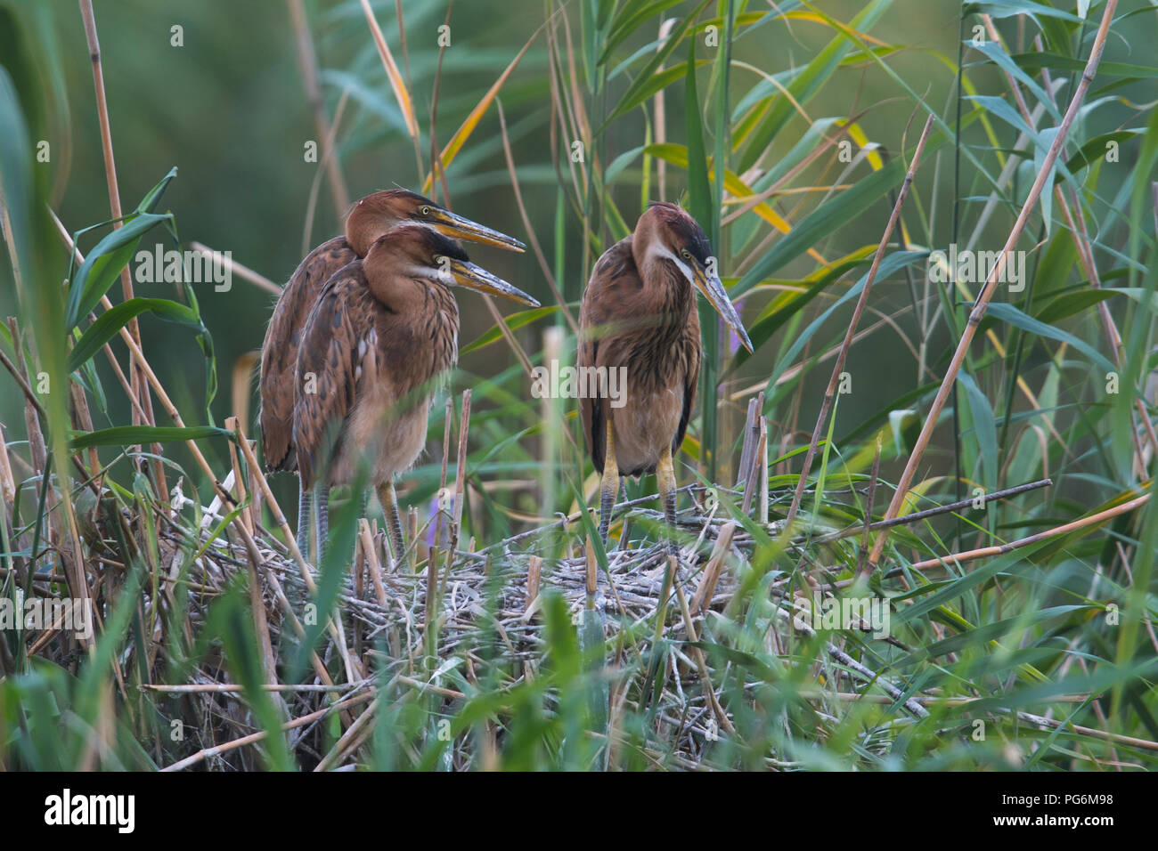 Reed nest hi-res stock photography and images - Alamy