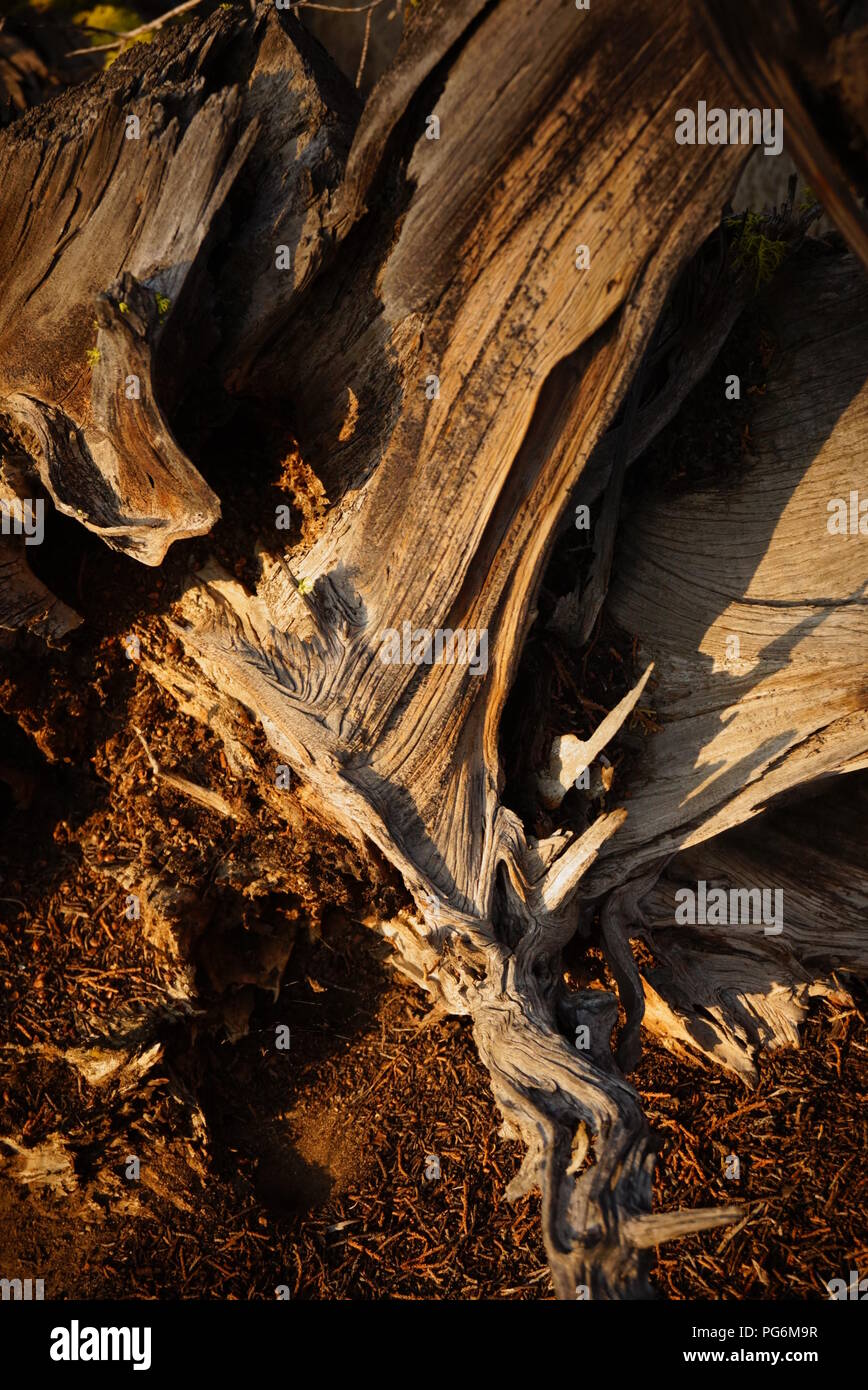 juniper tree root abstract Stock Photo - Alamy
