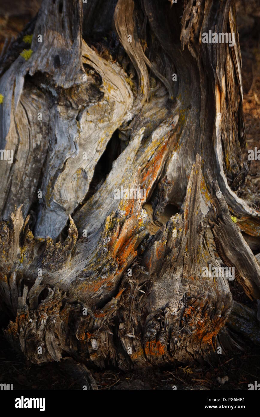 Juniper tree bark Stock Photo - Alamy