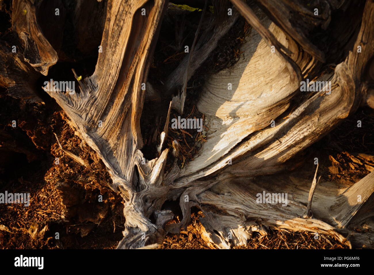 juniper tree root abstract Stock Photo - Alamy