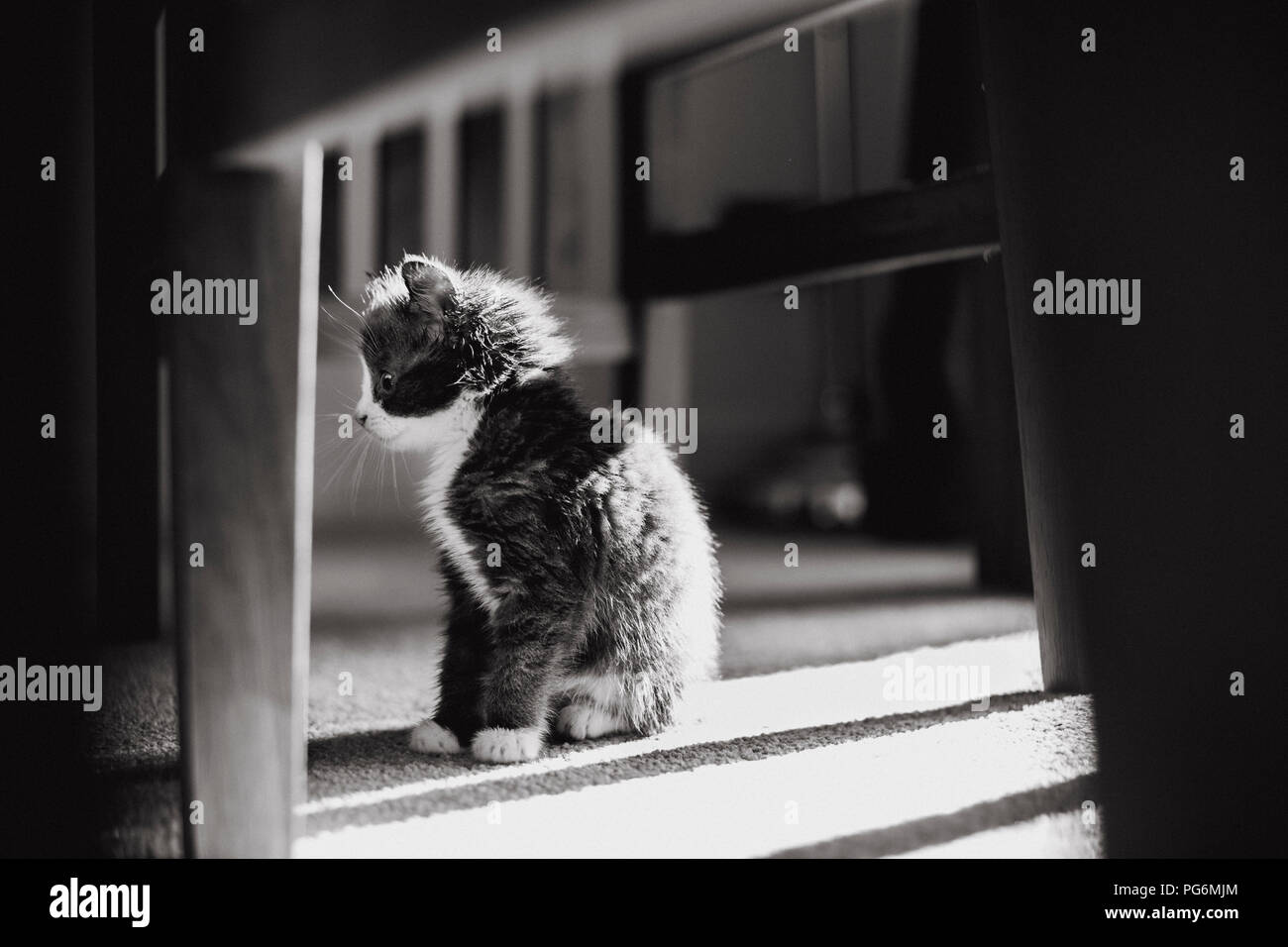 Kitten photos hi-res stock photography and images - Alamy