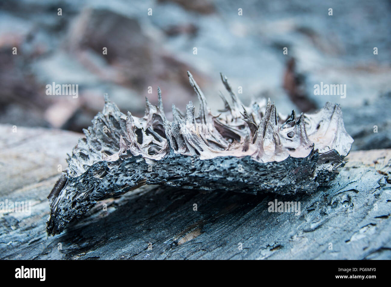 Cold lava after an eruption of Tolbachik volcano, Kamchatka, Russia ...