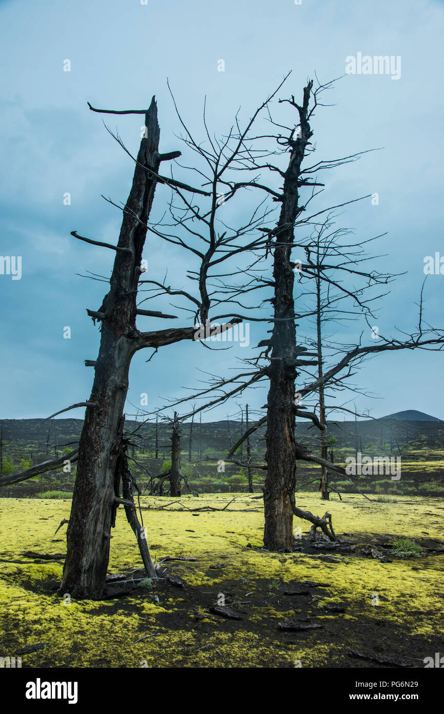 Dead forest hi-res stock photography and images - Alamy