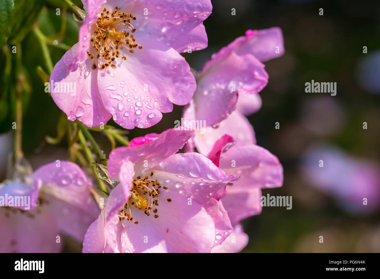 American spirit rose hi-res stock photography and images - Alamy
