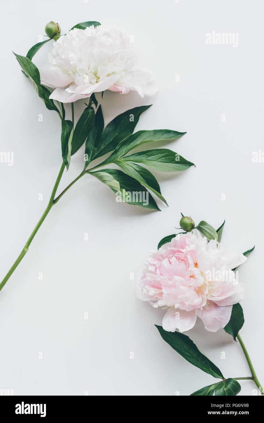 top view of light pink peony flowers with leaves on white Stock Photo ...