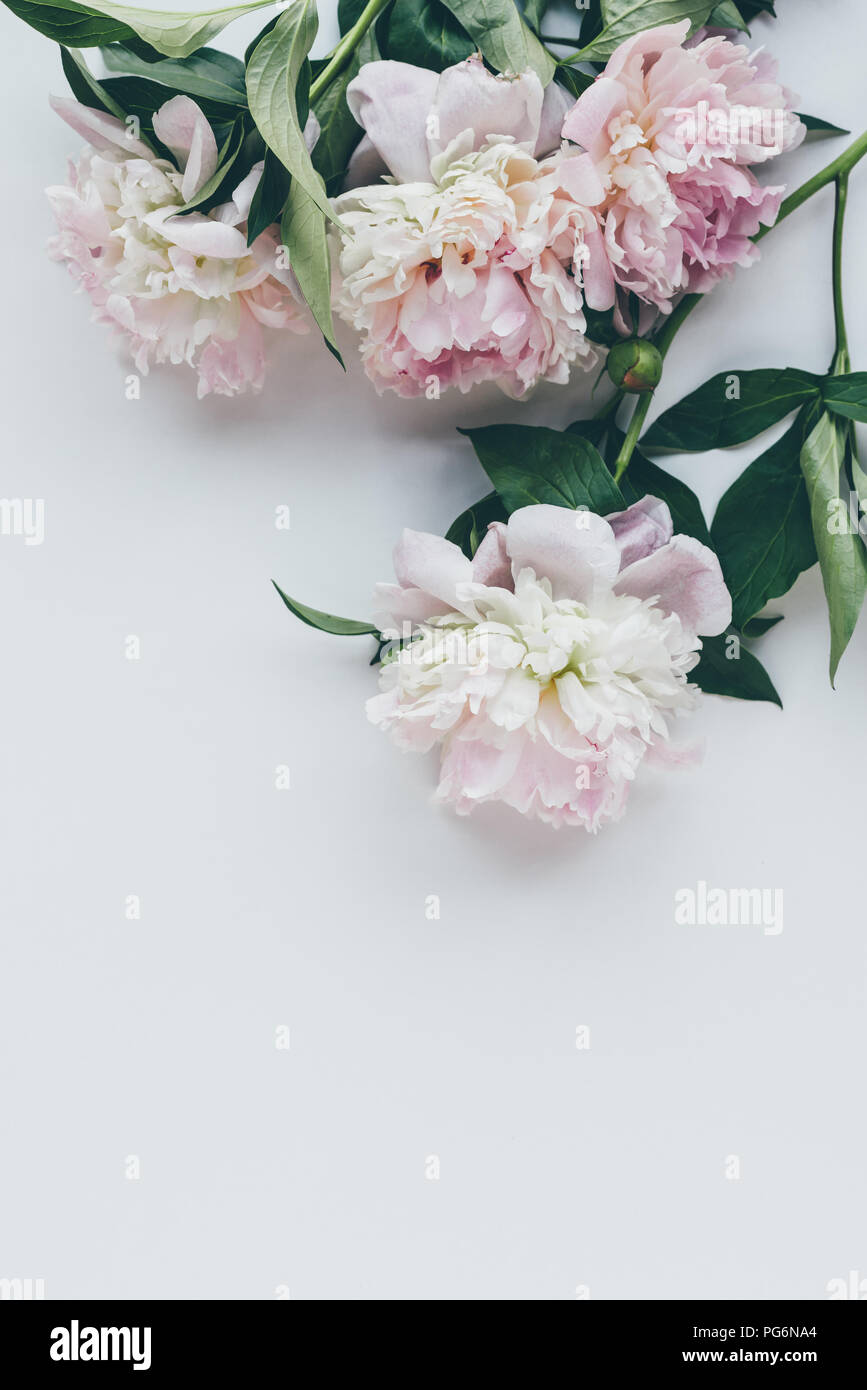Light Pink Peonies High Resolution Stock Photography and Images - Alamy